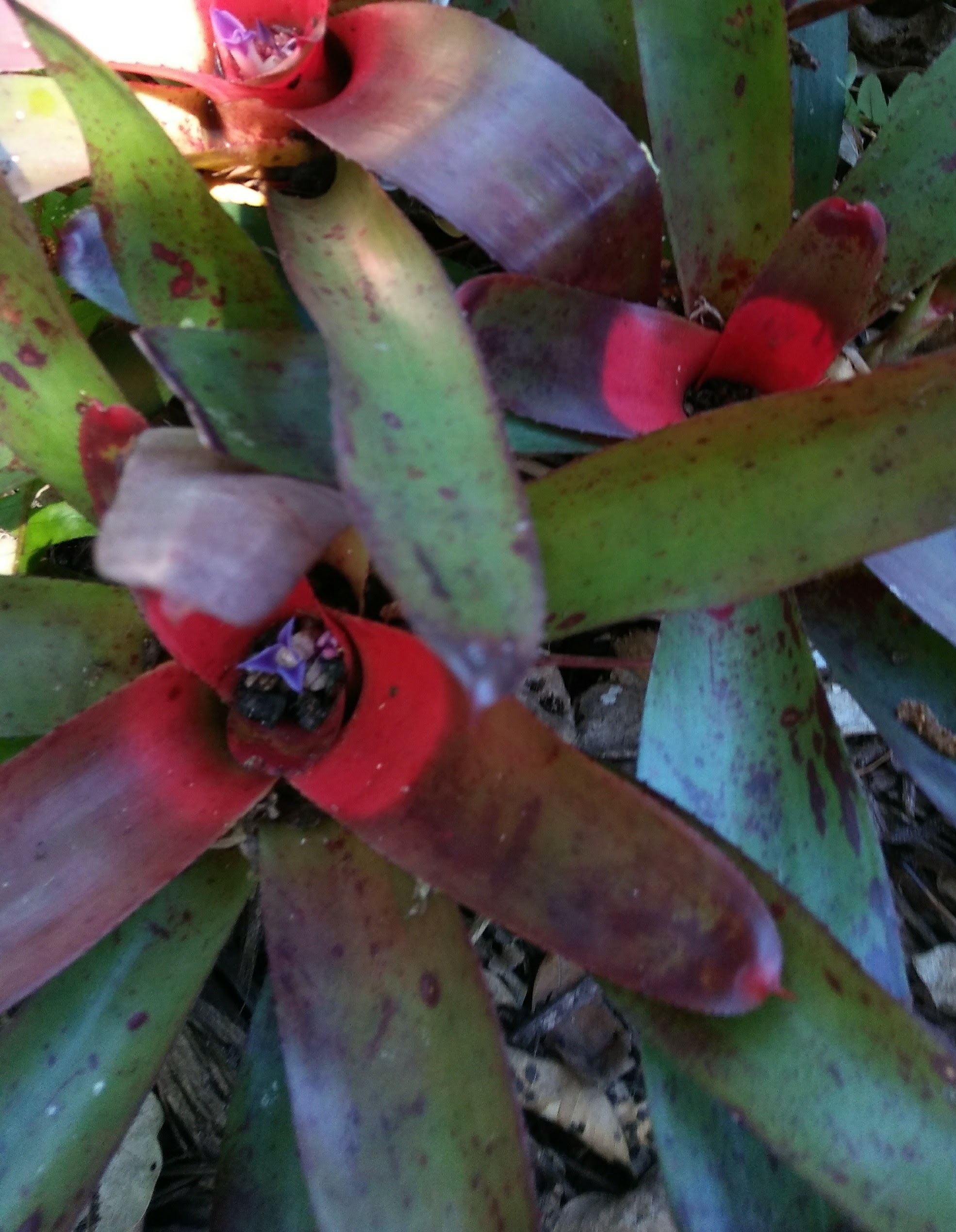 Garden Bloggers Foliage Day -Bromeliads « The Shrub Queen
