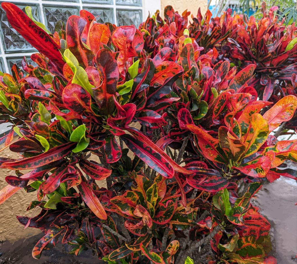 South Florida Garden Gems – Crotons « The Shrub Queen